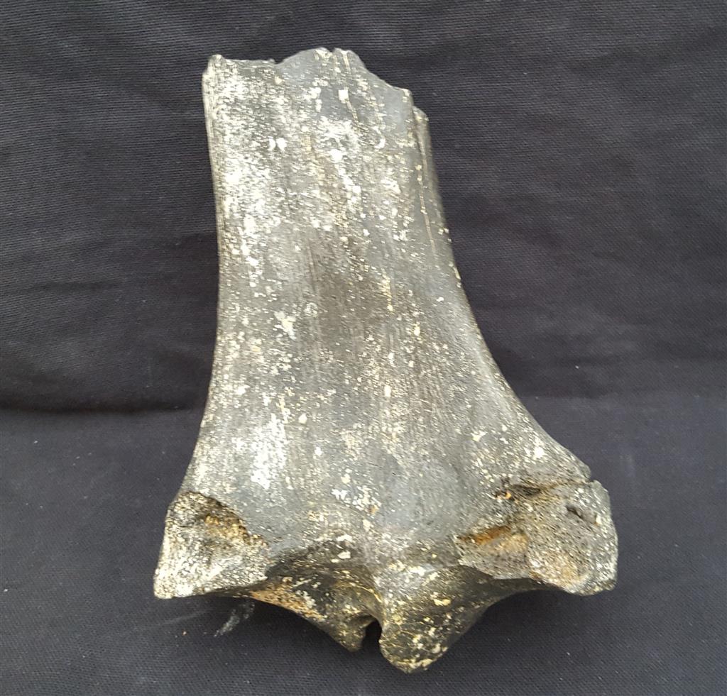 FOSSILE - partie d'un fémur (protaceratherium - sorte de rh ...