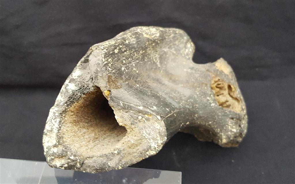 FOSSILE - partie d'un fémur (protaceratherium - sorte de rh ...