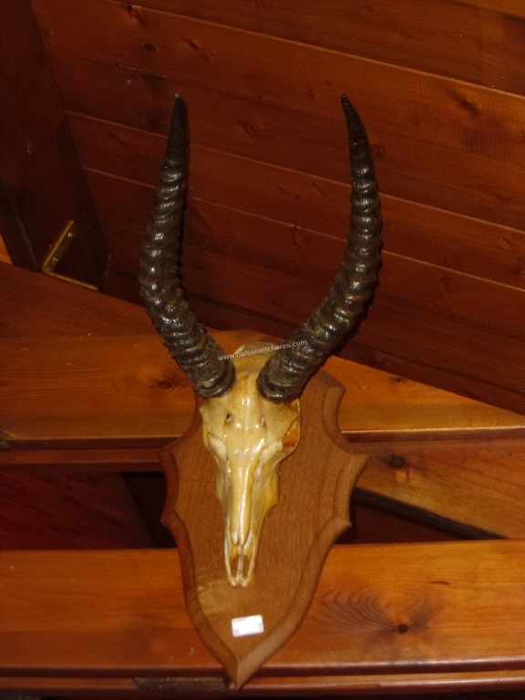 Cob de Buffon (Kobus kob) (CH) : crâne avec dentition sans m... - VENTE ...