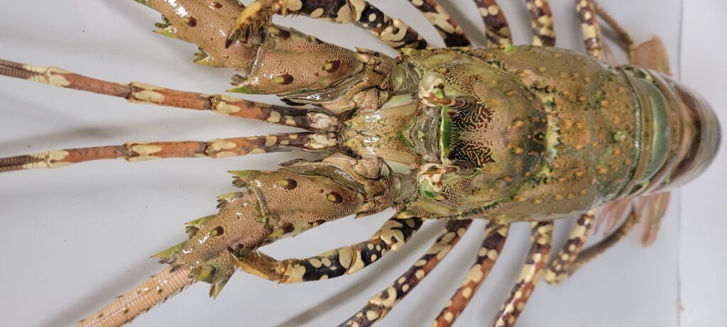 LANGOUSTE VERTE DU PACIFIQUE NATURALISEE - Très belle langou... - VENTE ...