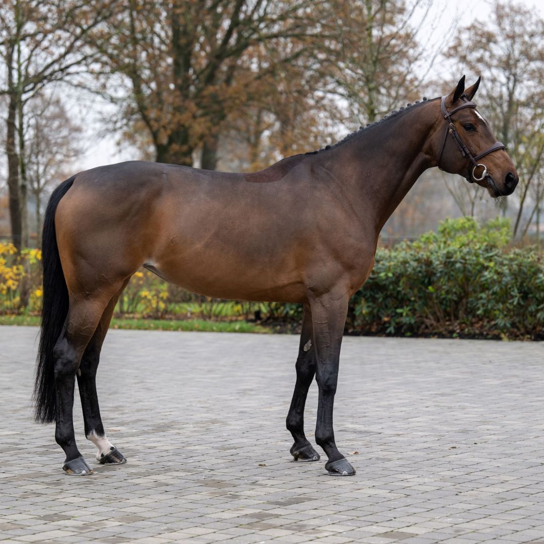 FARFELUE DE BEAUFOUR - PARIDO AUCTION - Balsan Encheres Horses