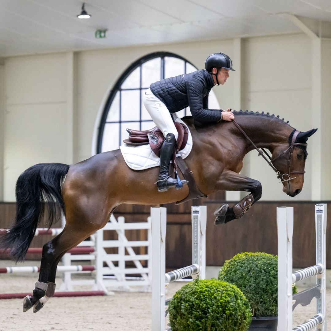 FARFELUE DE BEAUFOUR - PARIDO AUCTION - Balsan Encheres Horses