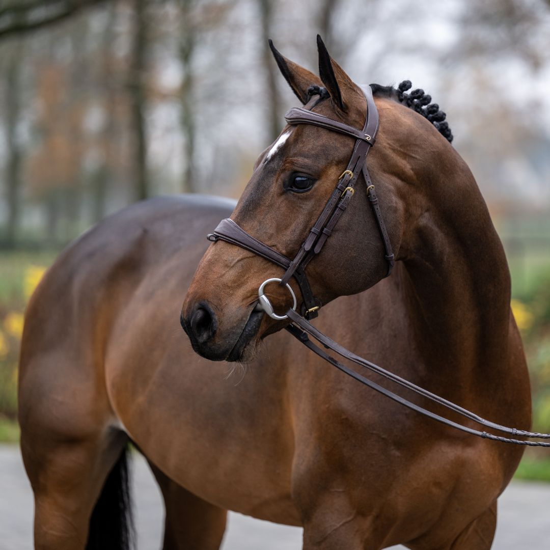 FARFELUE DE BEAUFOUR - PARIDO AUCTION - Balsan Encheres Horses