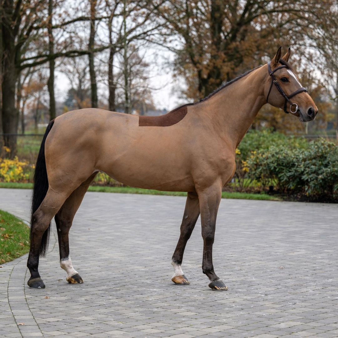 FLEUR CHARBONIERE - PARIDO AUCTION - Balsan Encheres Horses